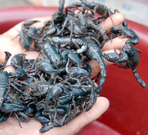 BỌ CẠP - THUỐC BẮC SÀI THÀNH