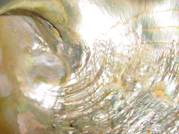 TRÂN CHÂU MẪU - THUỐC BẮC SÀI THÀNH